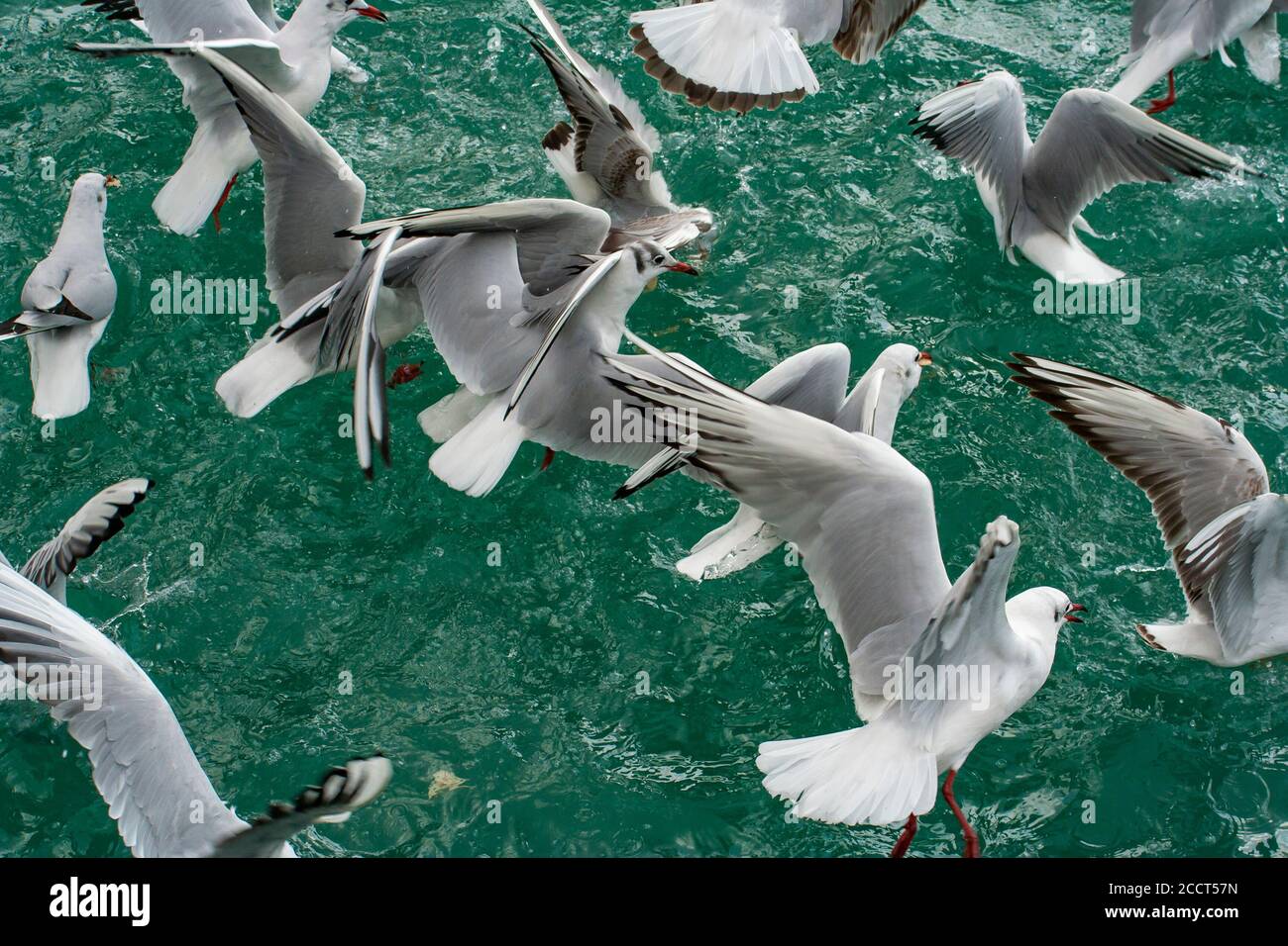 Seagulls birds flying over water Stock Photo - Alamy