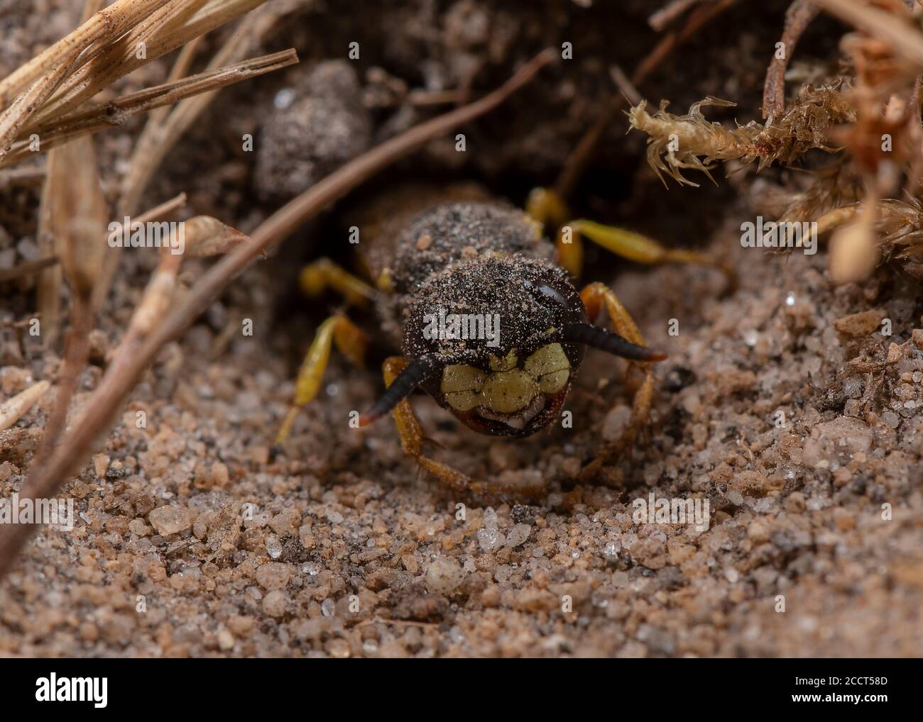 Female beewolf, Philanthus triangulum, at entrance to its nest, on ...