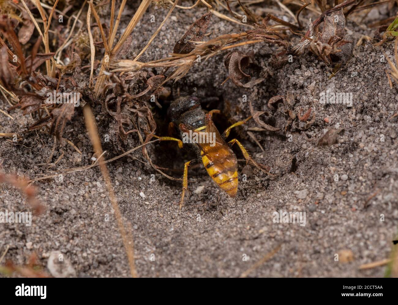 Female beewolf, Philanthus triangulum, at entrance to its nest, on ...