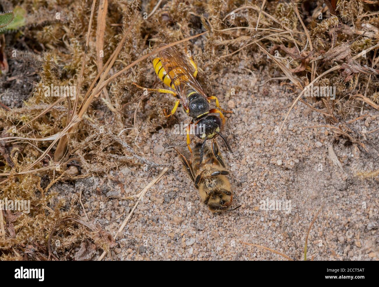 Female Beewolf, Philanthus triangulum, arriving at nest hole carrying ...