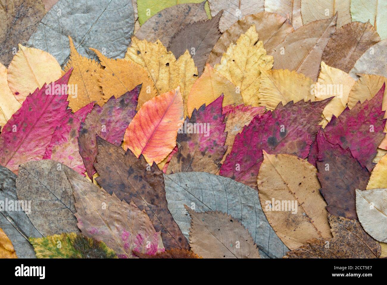 autumn dried colorful leaves background texture Stock Photo - Alamy
