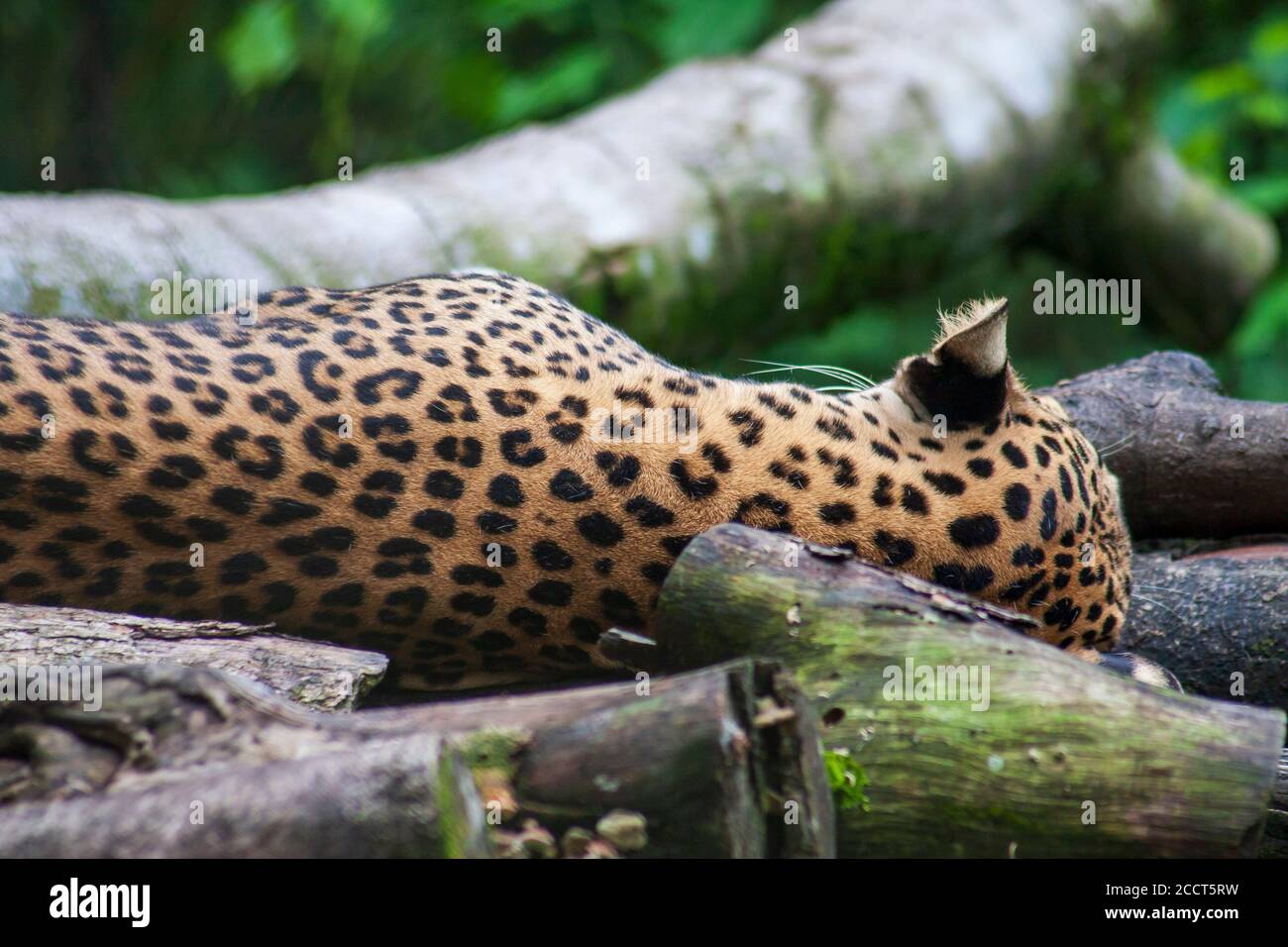 A panther sleeping on the branch of a tree Stock Photo - Alamy