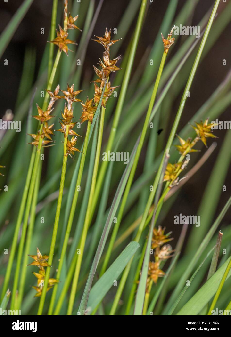 Star Sedge, Carex echinata in flower and fruit, on damp acid heathland ...