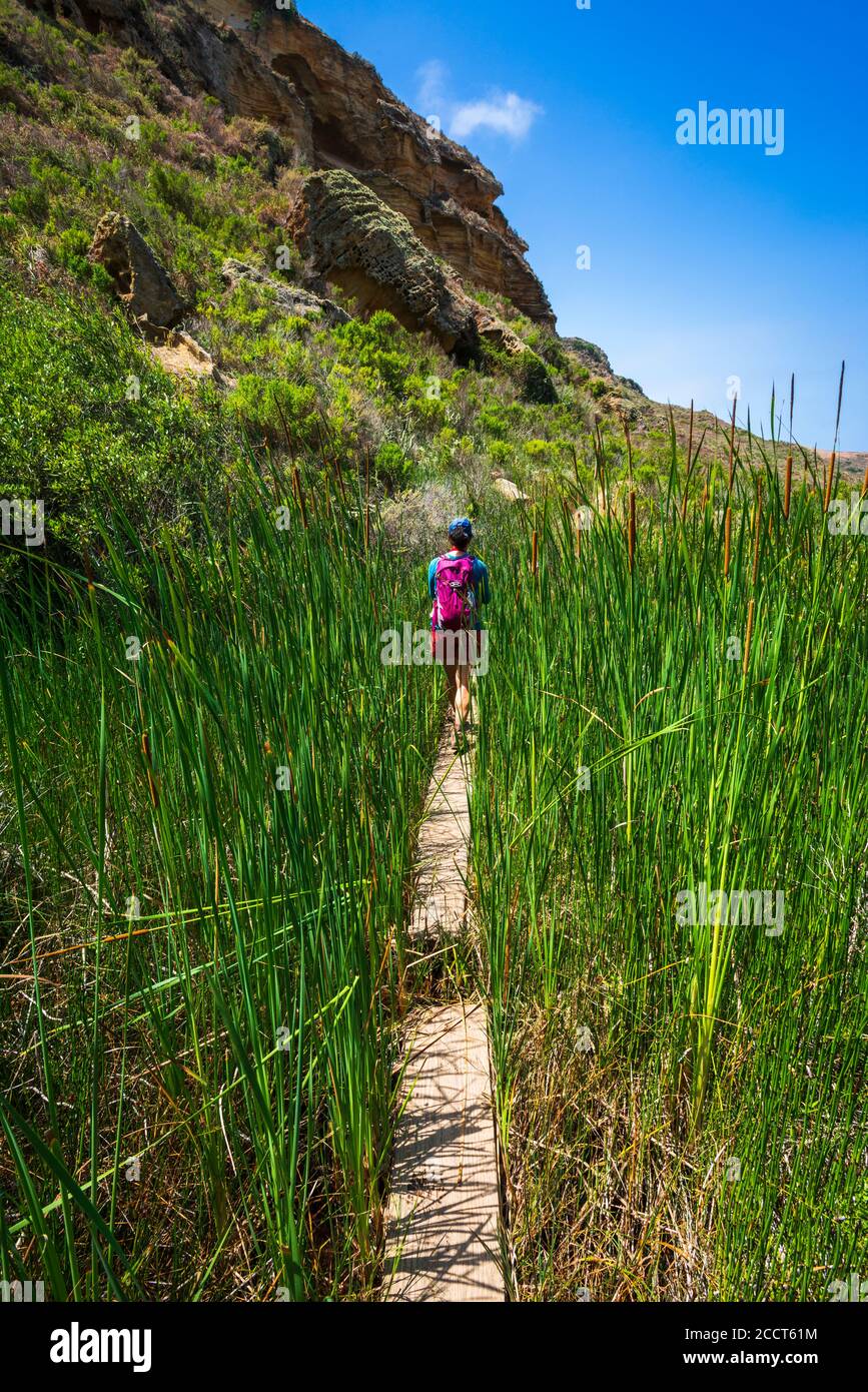 HIking through cattails in Lobo Canyon, Santa Rosa Island, Channel ...