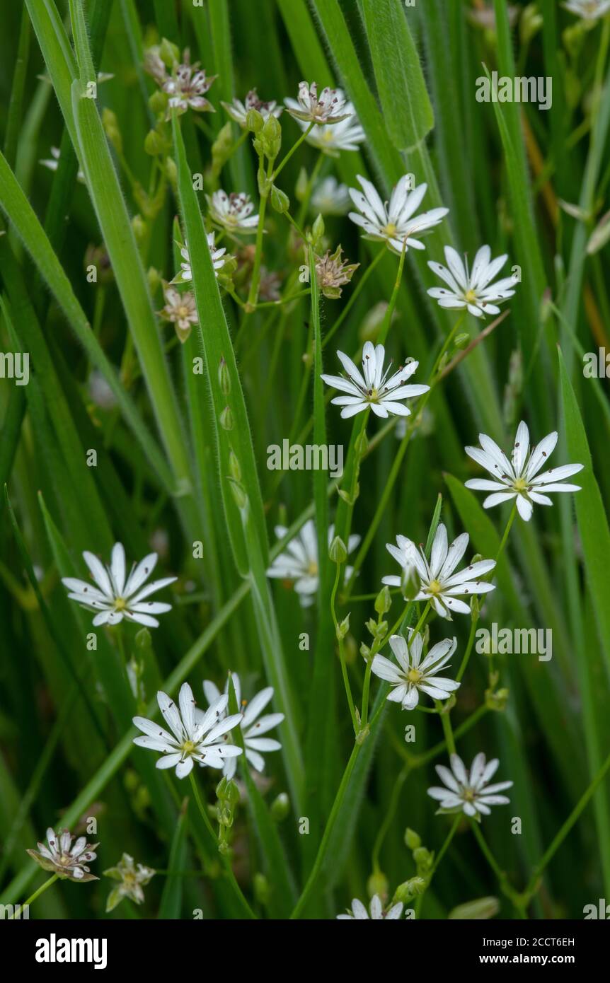 Stellaria Graminea