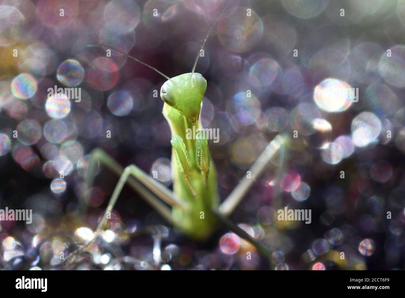 Insect bubbles hi-res stock photography and images - Alamy