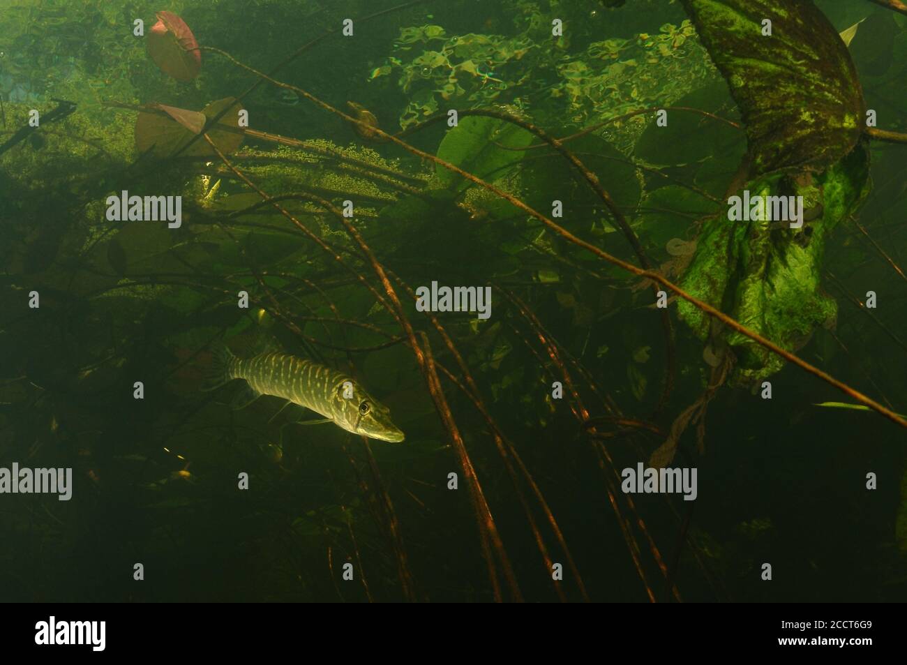A pike is hiding in the thicket of water lilies, Ryazan region, Russia ...