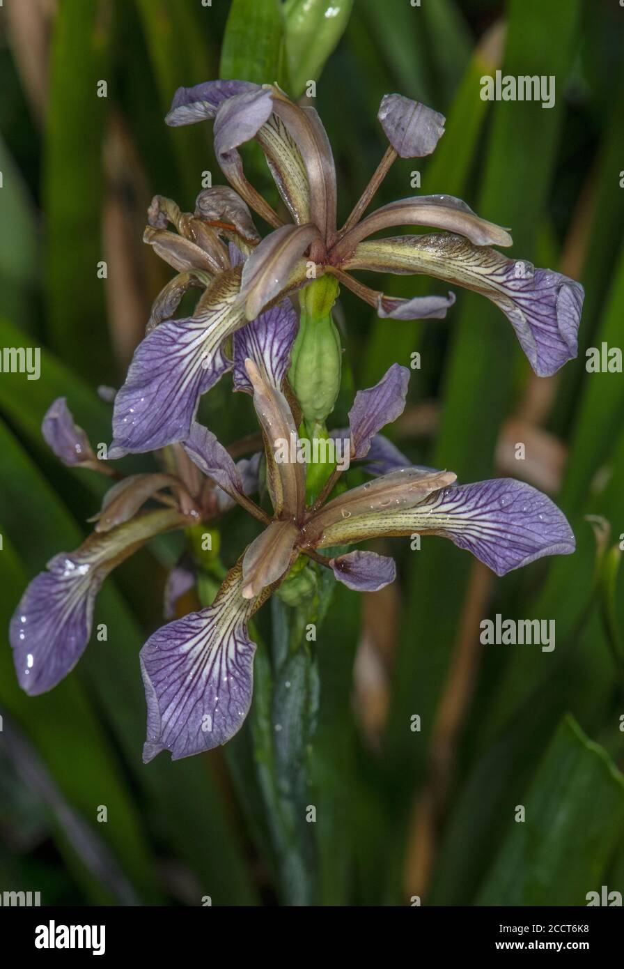 Stinking iris, Iris foetidissima, in flower in limestone woodland ...