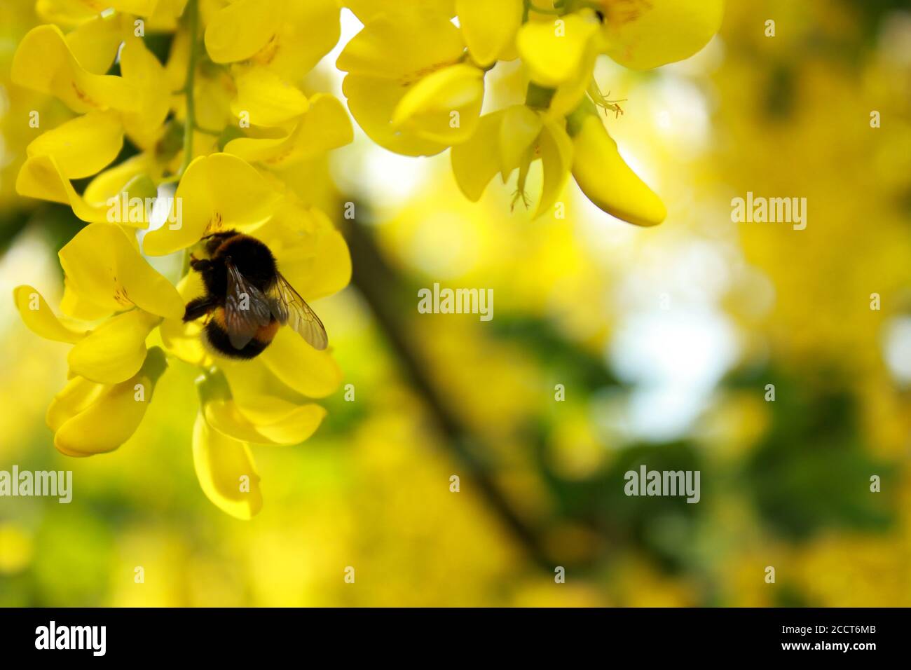 Bumblebee laburnum hi-res stock photography and images - Alamy