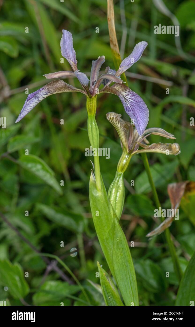 Stinking iris, Iris foetidissima, in flower in limestone woodland ...