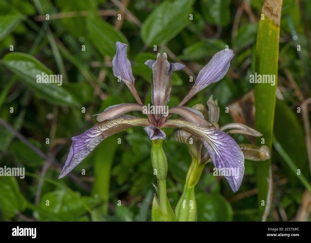 Stinking iris, Iris foetidissima, in flower in limestone woodland ...
