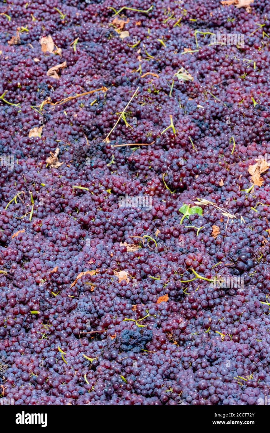 grapes drying in the sun on the greek island of zakynthos on zante ...