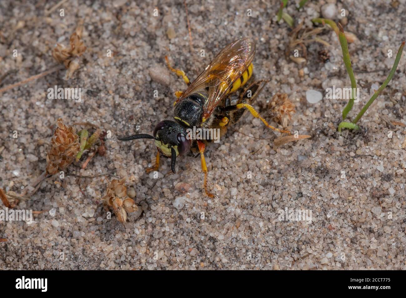Female beewolf, Philanthus triangulum, with honey-bee prey slung ...