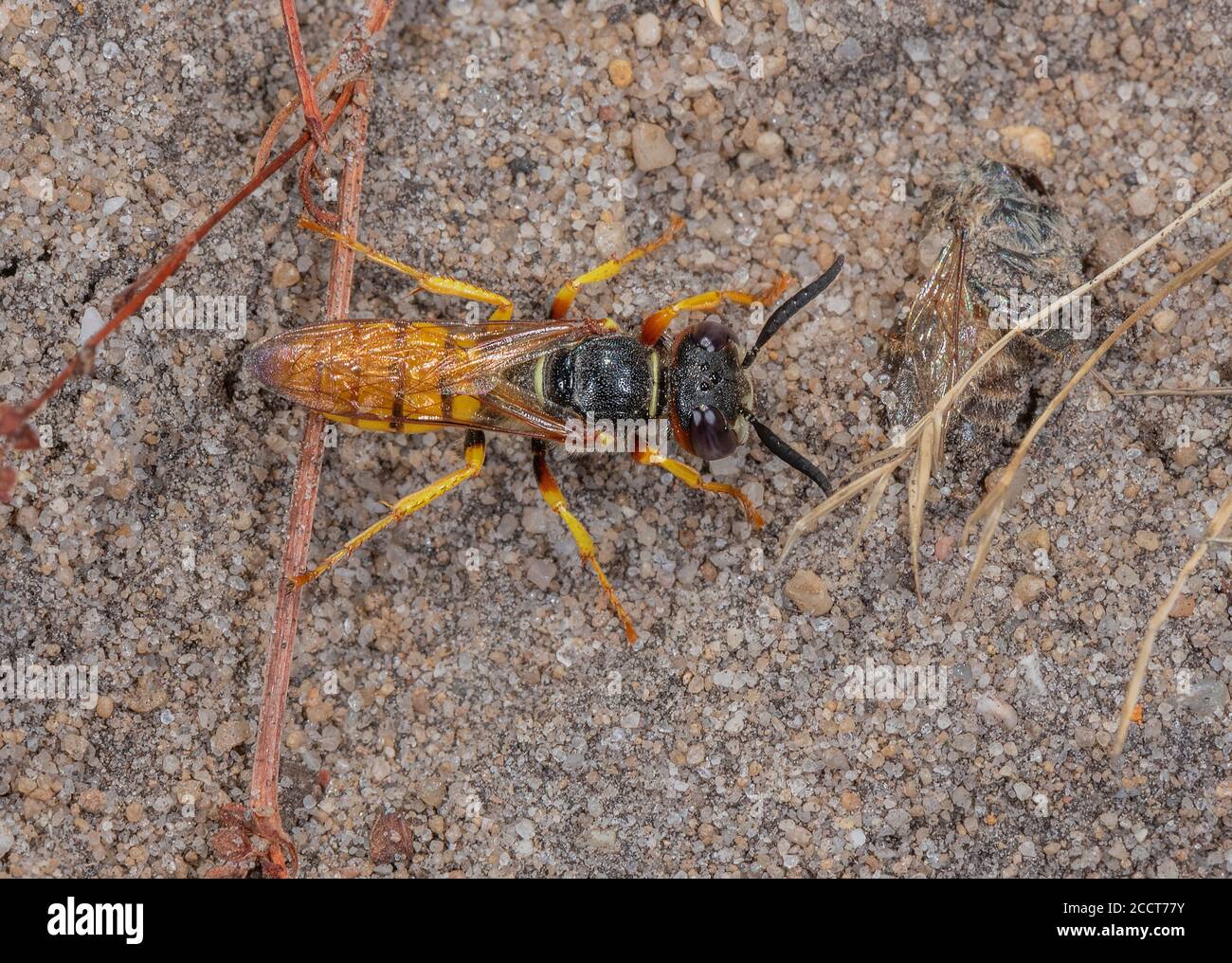 Beewolf, Philanthus triangulum, settled on sandy ground near the nest ...