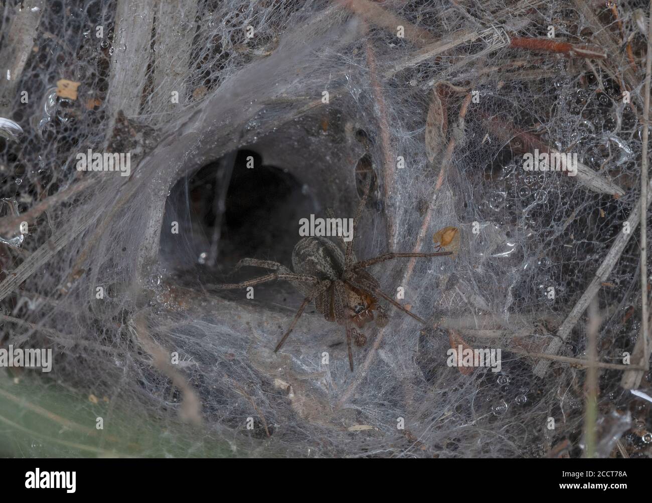 Labyrinth Spider, Agelena labyrinthica; female at the mouth of its ...