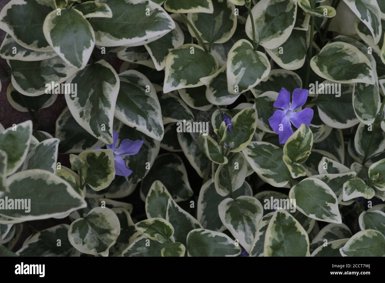 Hedera greens all season. Hedera has opened a magnificent flower in ...