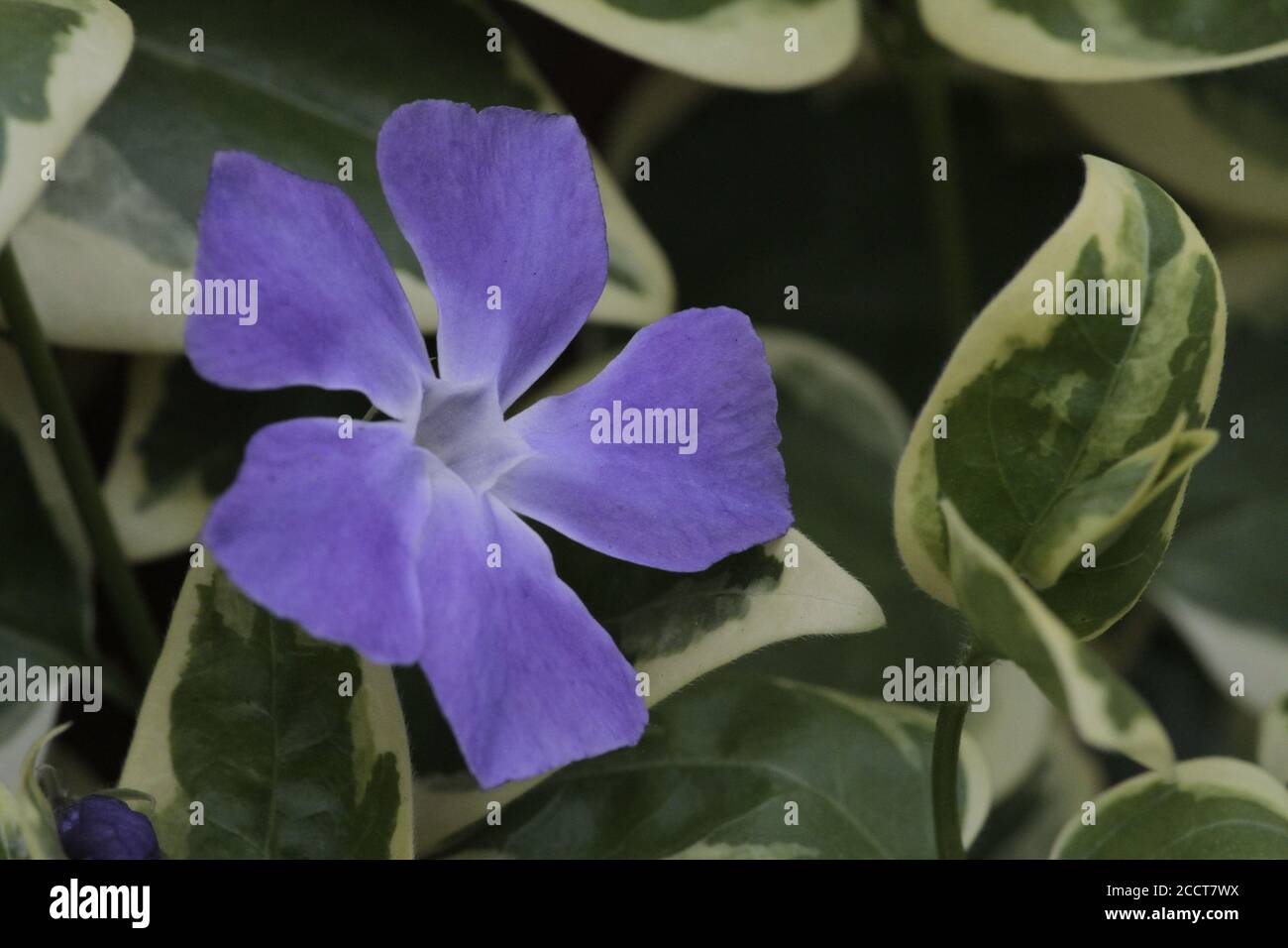 Hedera greens all season. Hedera has opened a magnificent flower in ...