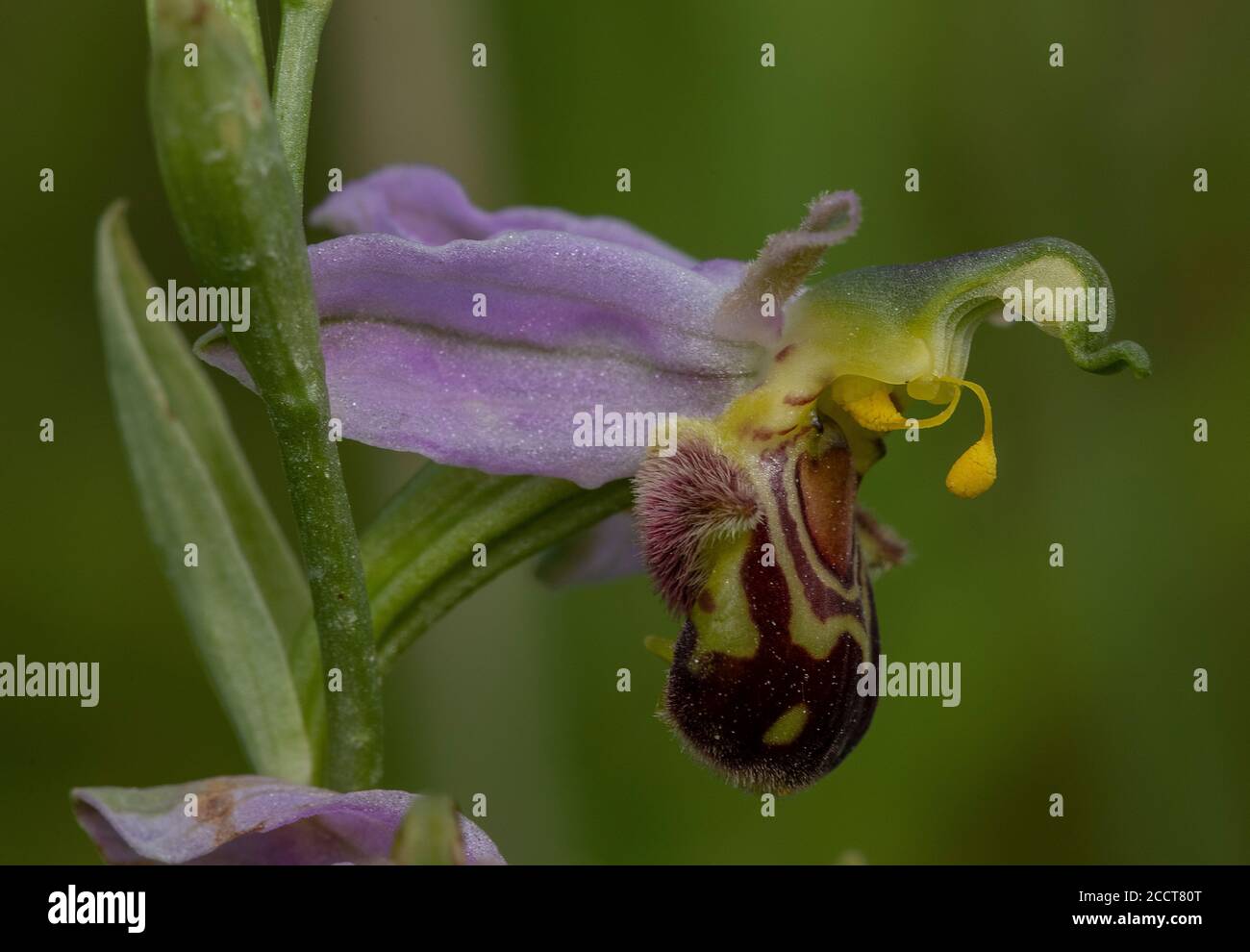 Flowers of Bee Orchid, Ophrys apifera exhibiting self-pollination, on ...