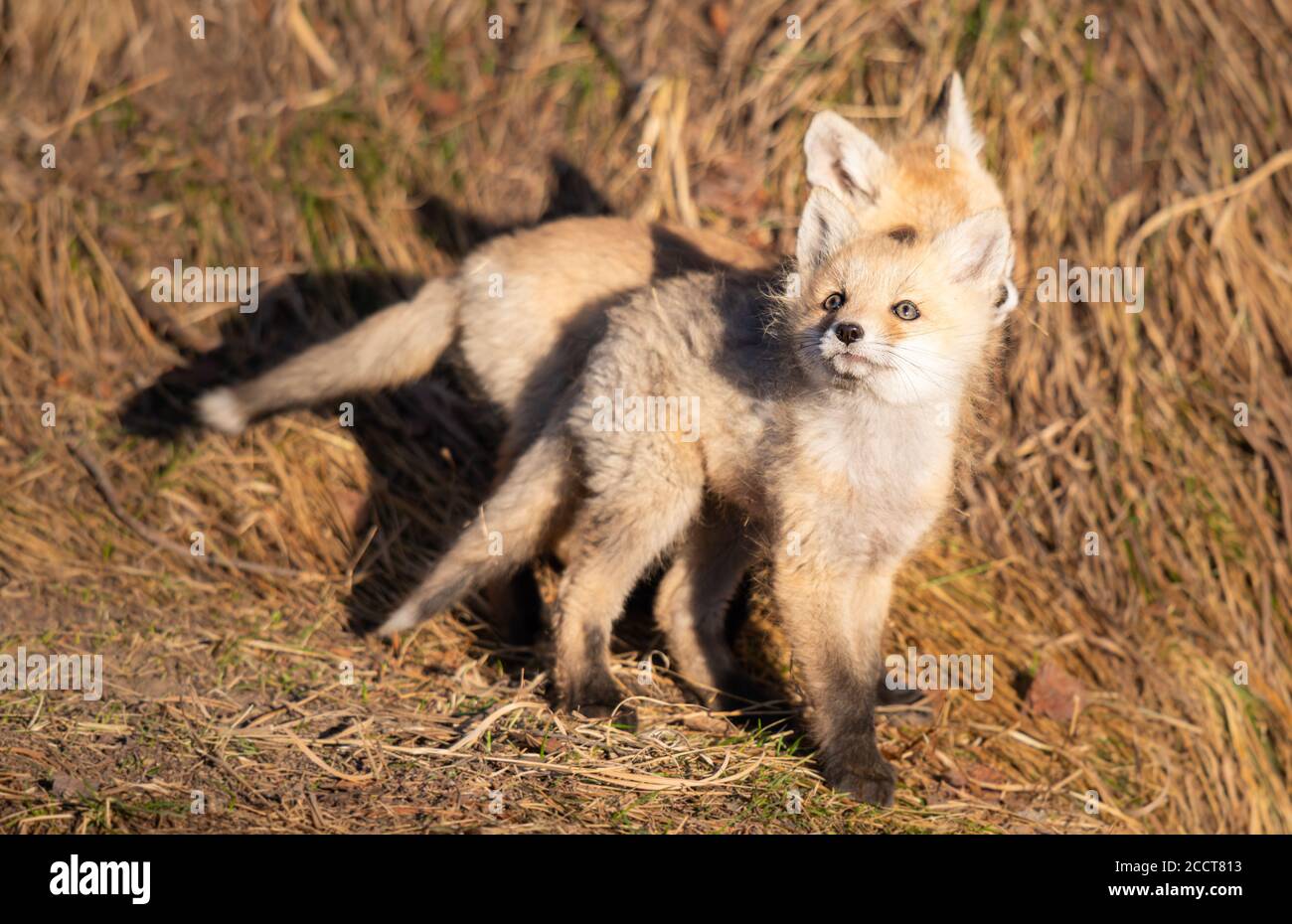 Fox kit in the wild Stock Photo - Alamy