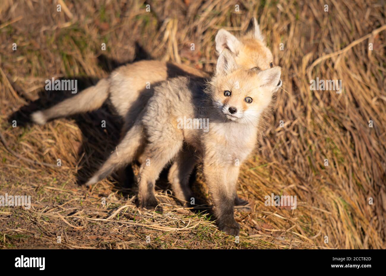Fox kit in the wild Stock Photo - Alamy