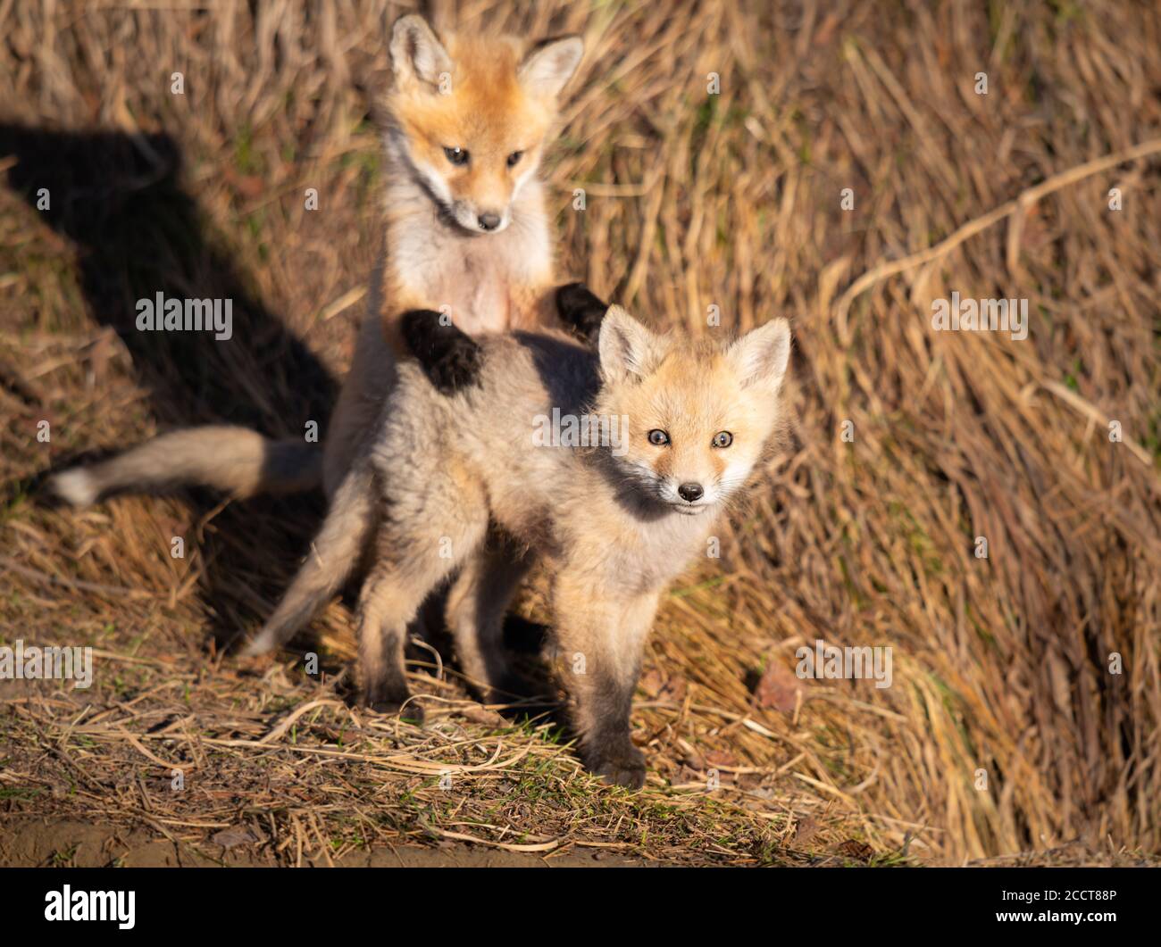 Fox kit in the wild Stock Photo - Alamy