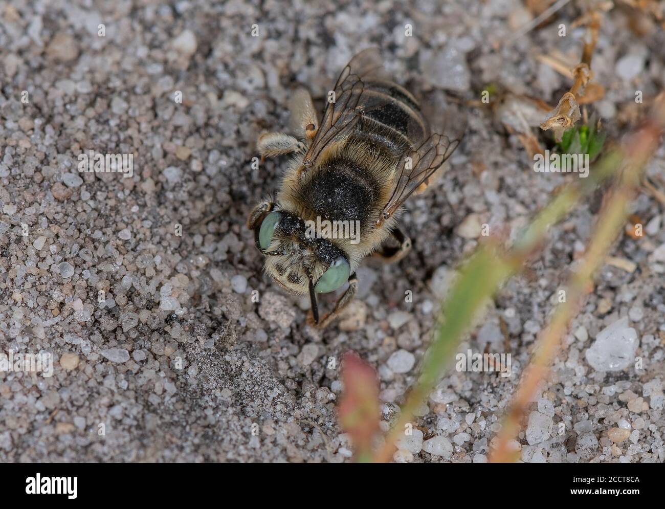 Female Green-eyed flower bee, Anthophora bimaculata near nesting-site ...