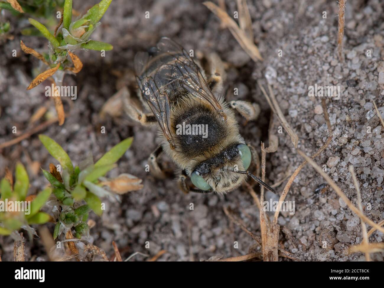 Female Green-eyed flower bee, Anthophora bimaculata near nesting-site ...
