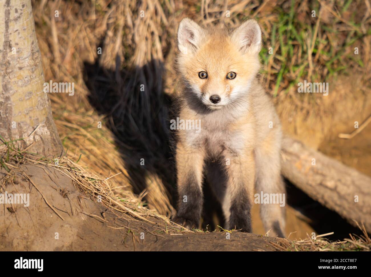 Fox kit in the wild Stock Photo - Alamy