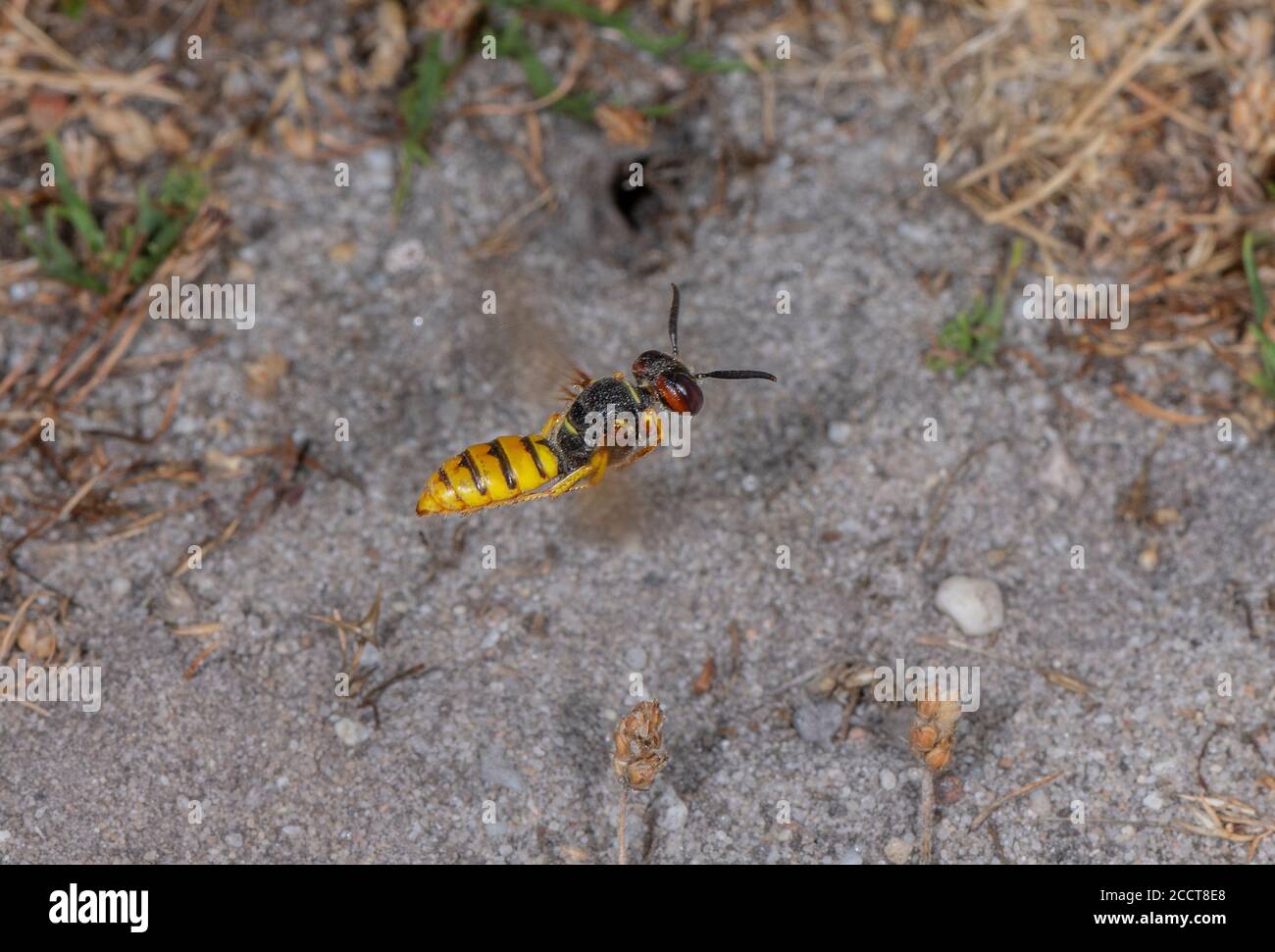 Beewolf, Philanthus triangulum, hovering near nesting area in sandy ...