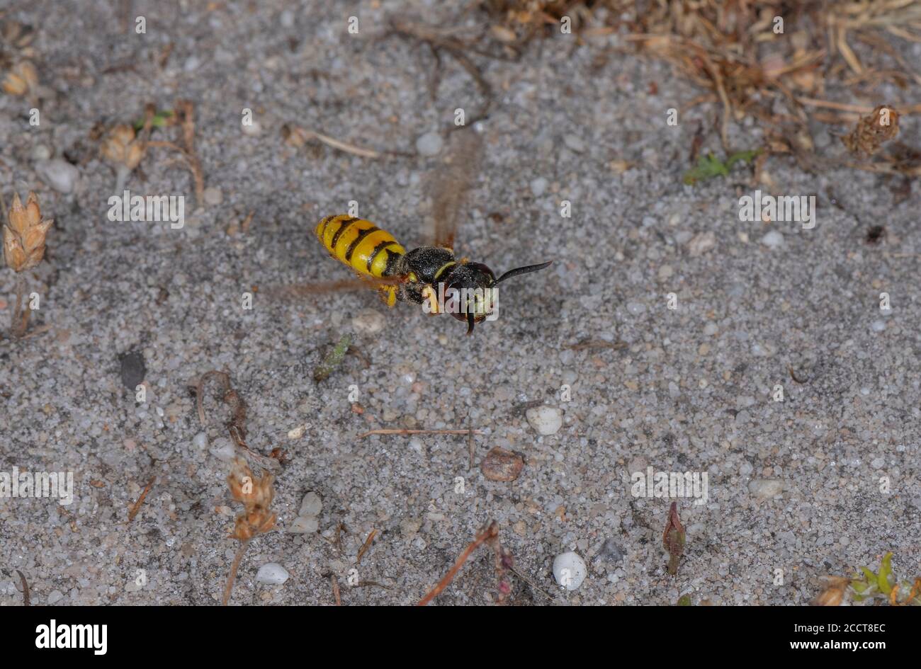 Hovering insects hi-res stock photography and images - Alamy