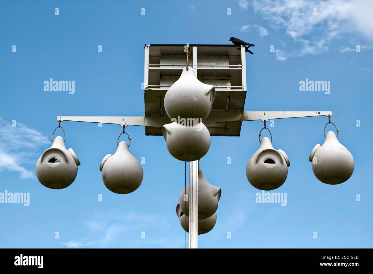 Purple martin birdhouse hi-res stock photography and images - Alamy