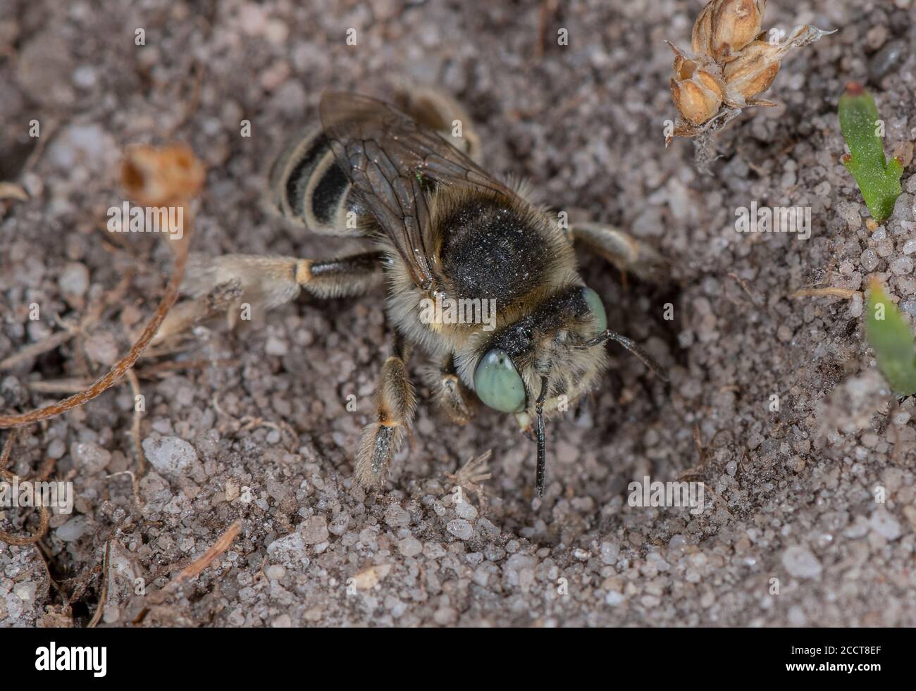 Female Green-eyed flower bee, Anthophora bimaculata near nesting-site ...