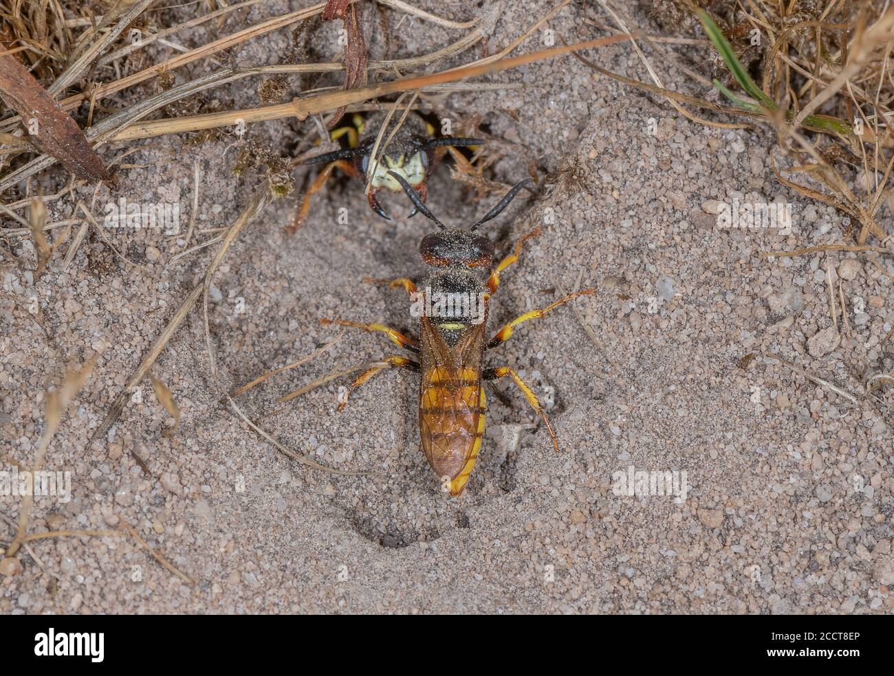Beewolf, Philanthus triangulum, conflict between visitor and female ...