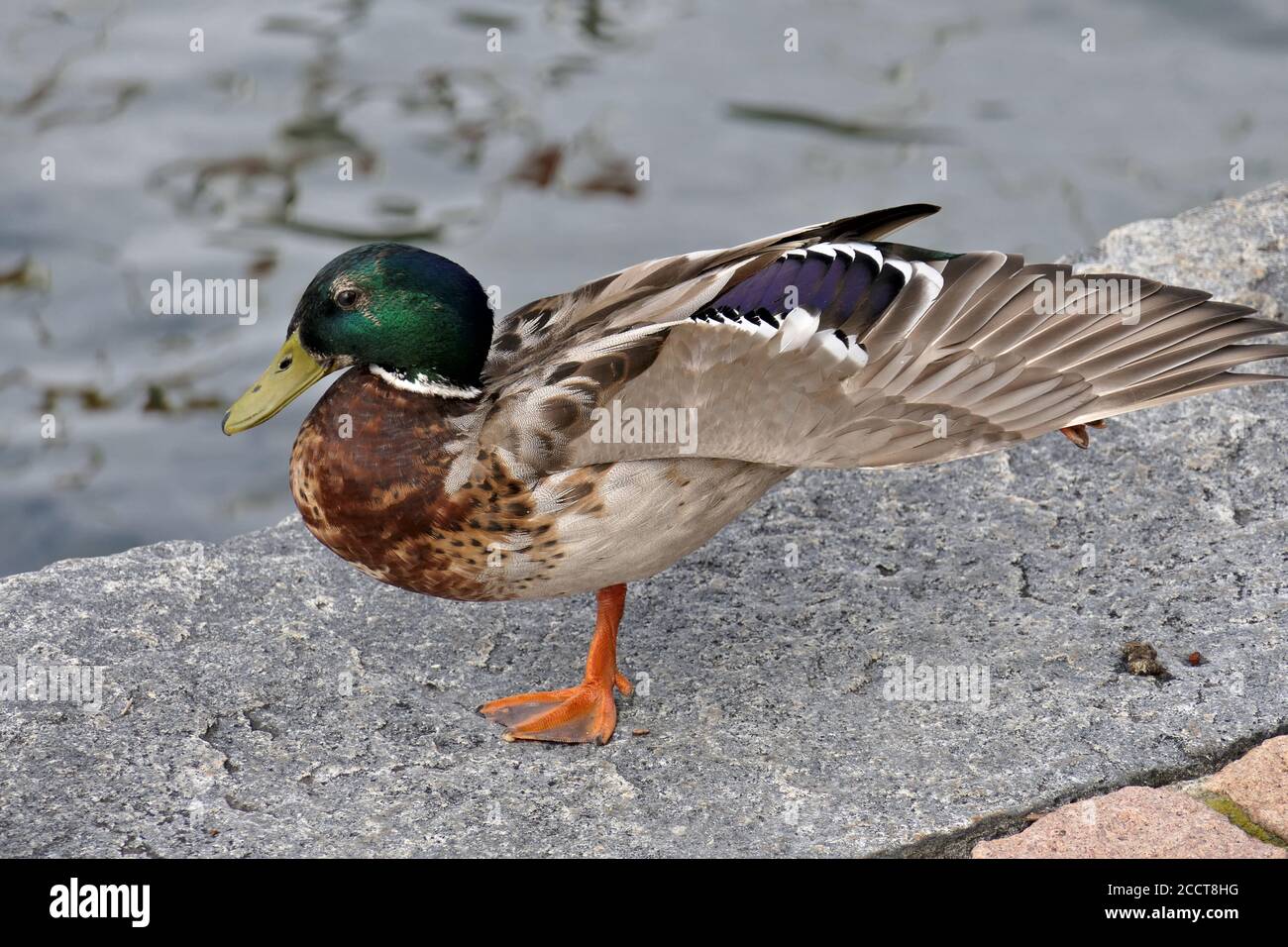Duck yoga: the mallard stretches his leg far back and spreads one wing ...