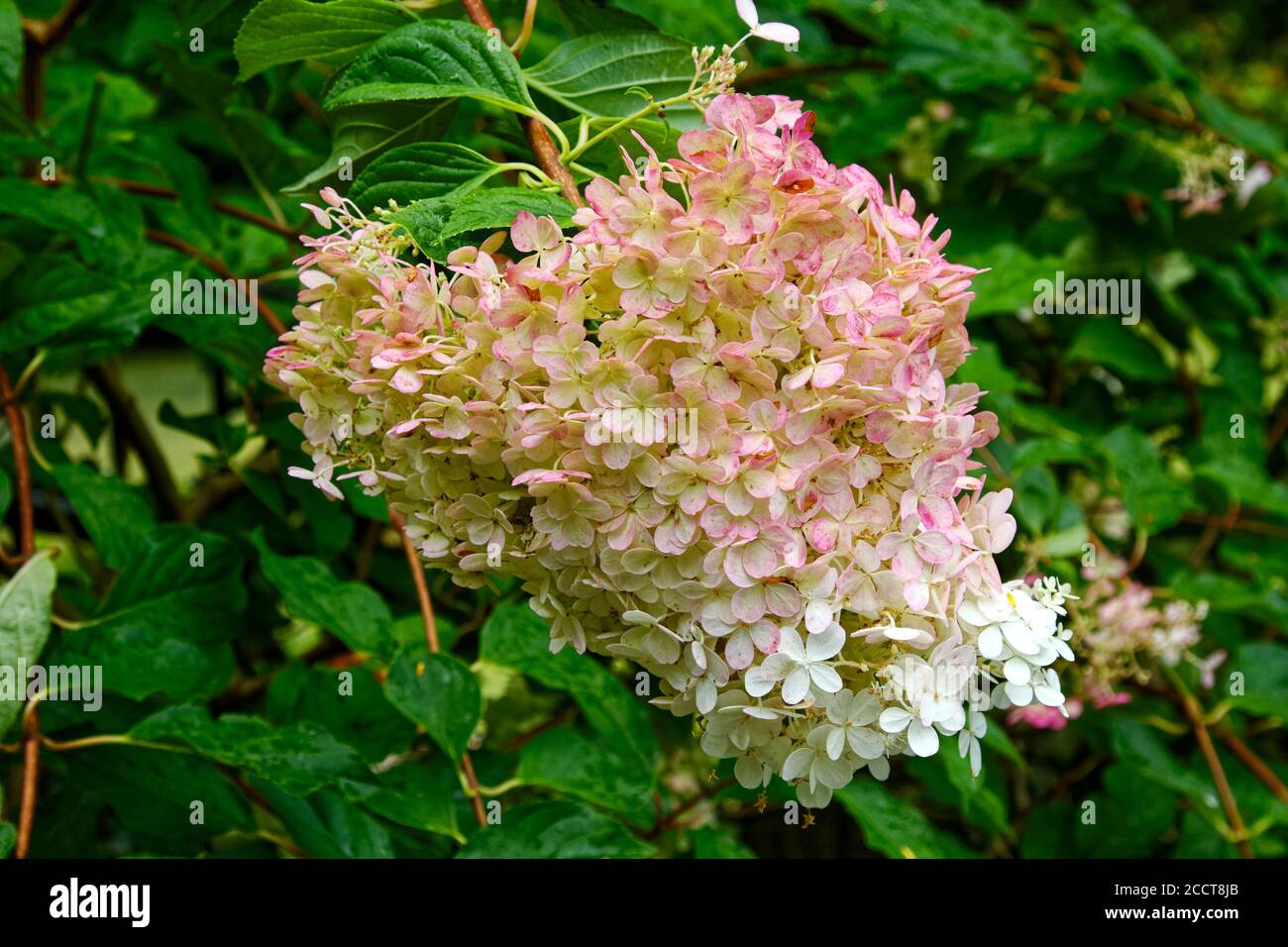 Small clustered flowers hi-res stock photography and images - Alamy