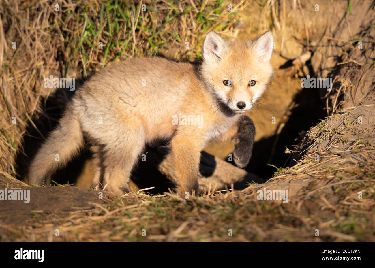 Fox kit in the wild Stock Photo - Alamy