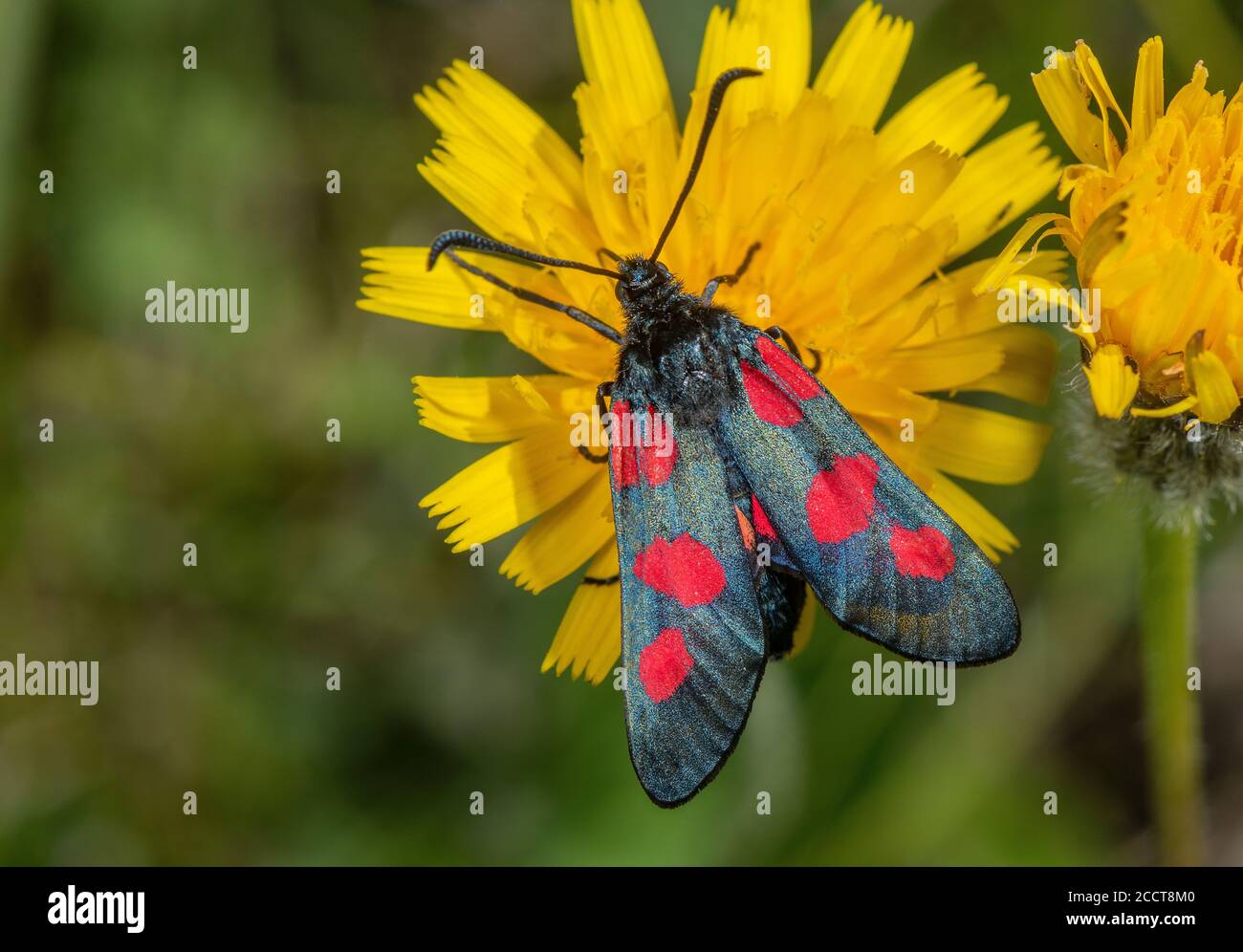 Hairy insects hi-res stock photography and images - Alamy