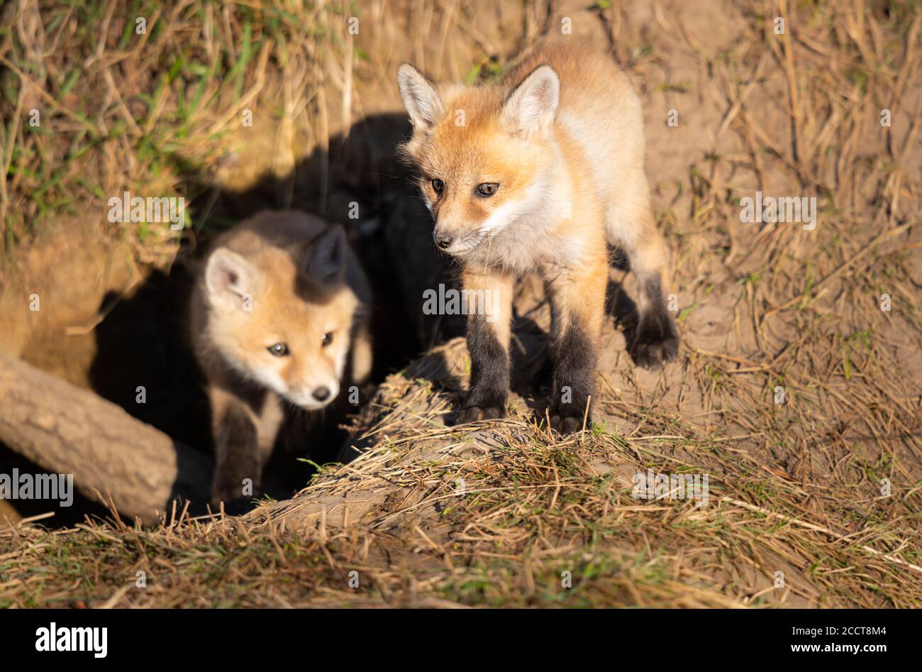Fox kit in the wild Stock Photo - Alamy