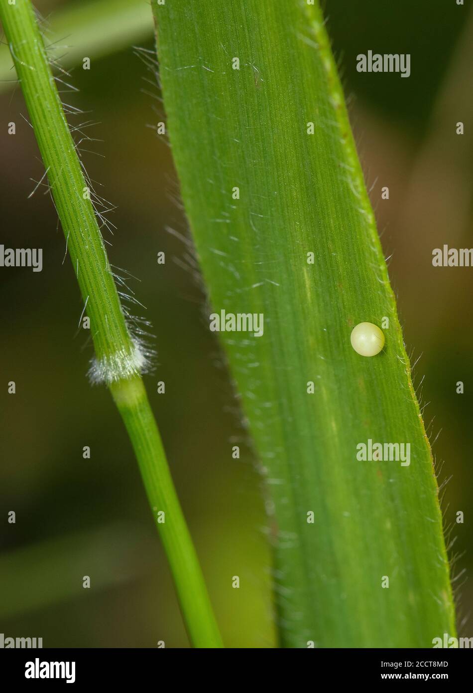 Micro insects hi-res stock photography and images - Alamy