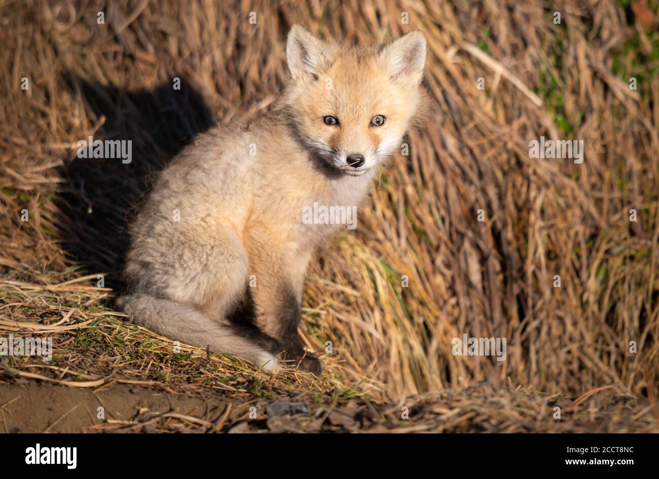Fox kit in the wild Stock Photo - Alamy