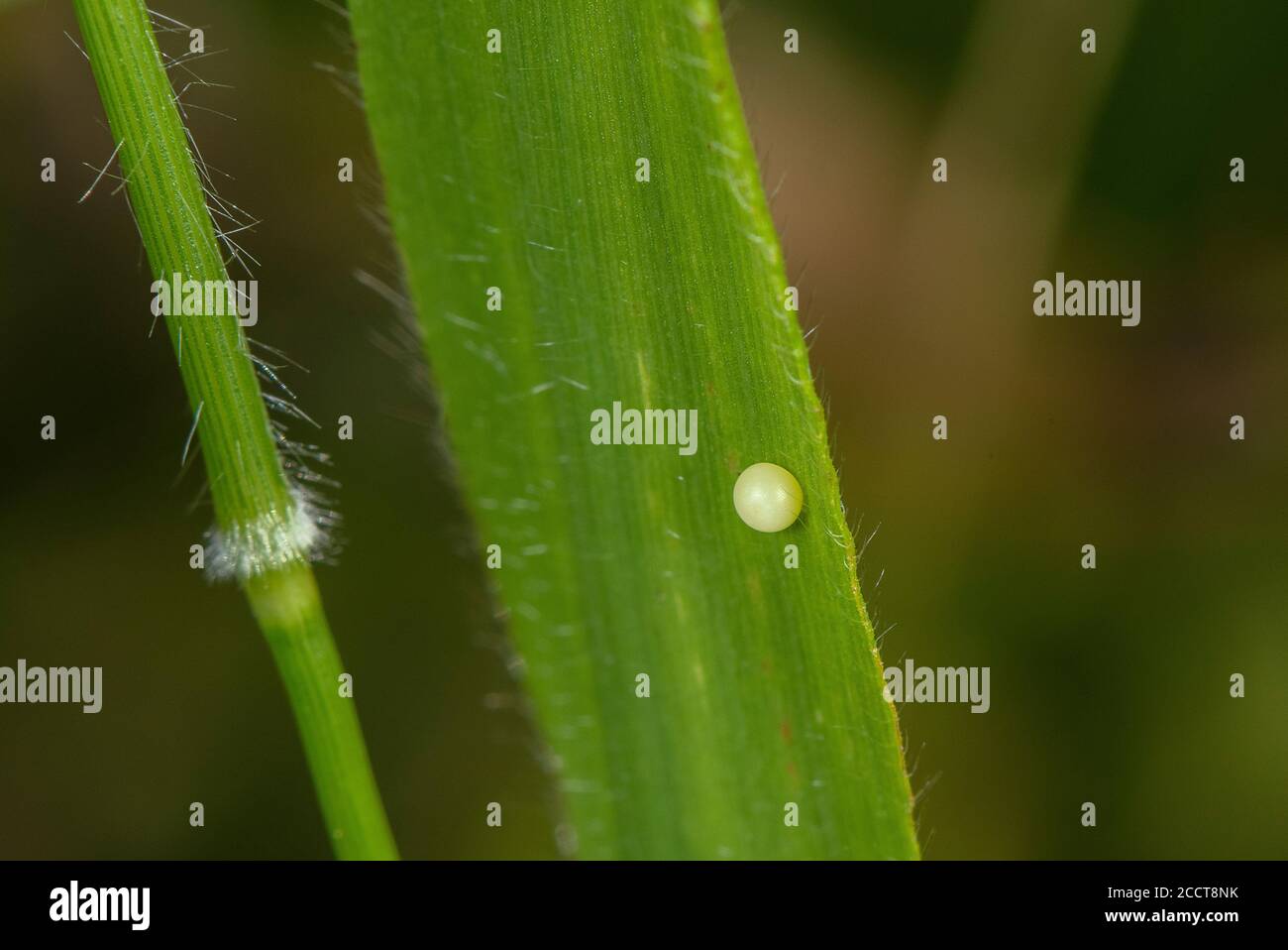 Egg of Large Skipper, on grass, Martin Down Stock Photo - Alamy