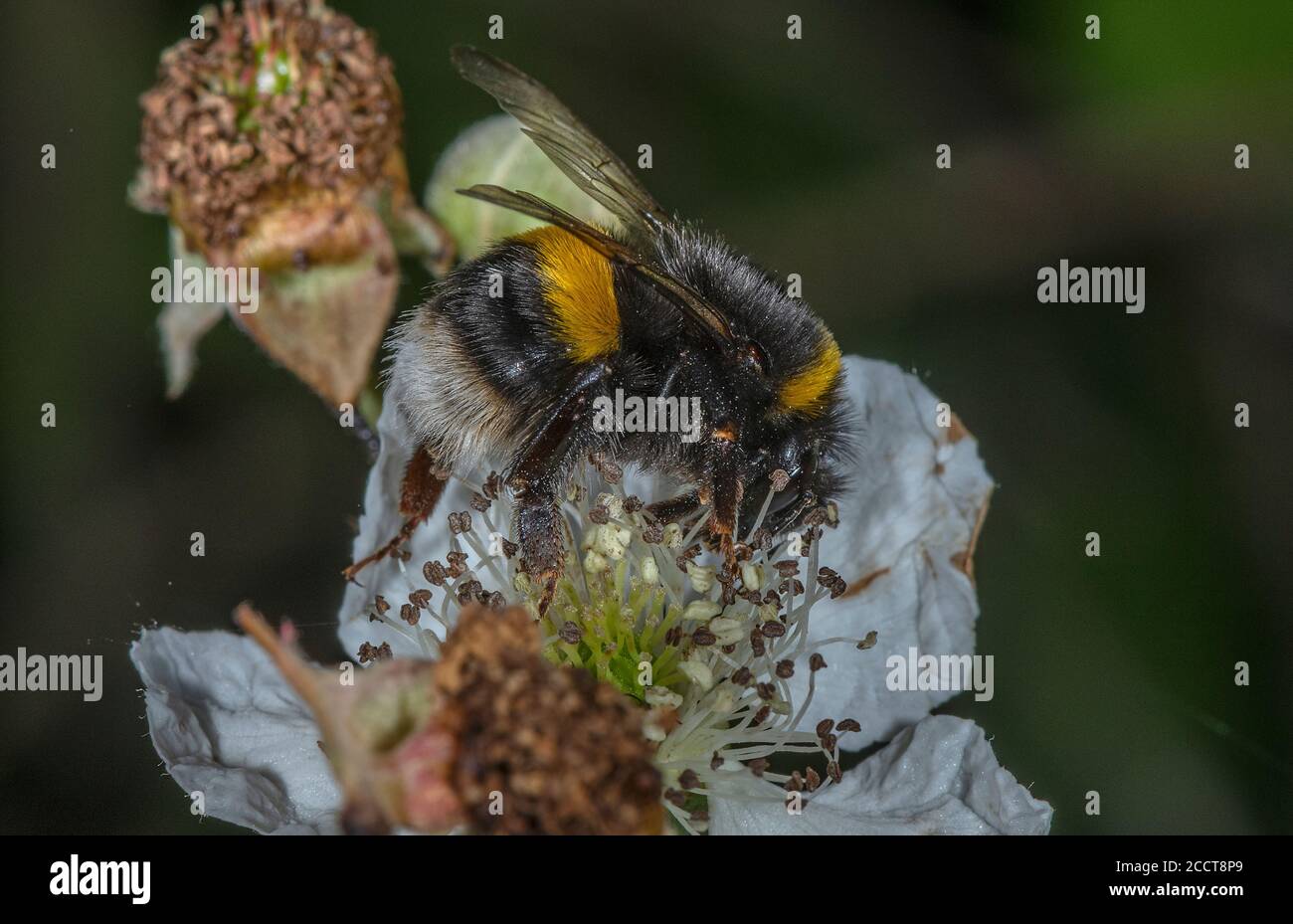 Large earth bumblebee insect insects hi-res stock photography and ...