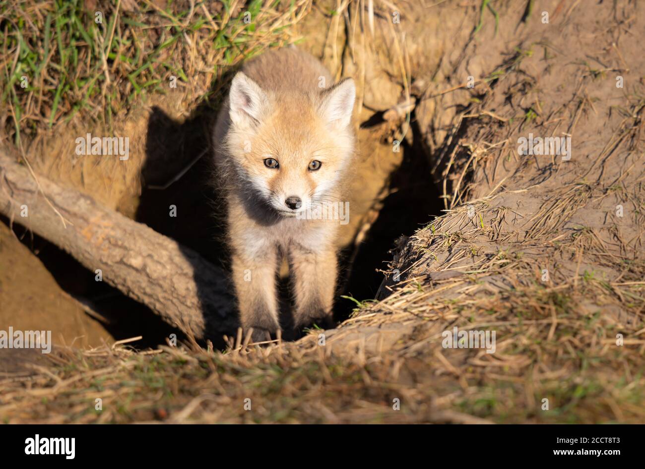 Fox kit in the wild Stock Photo - Alamy