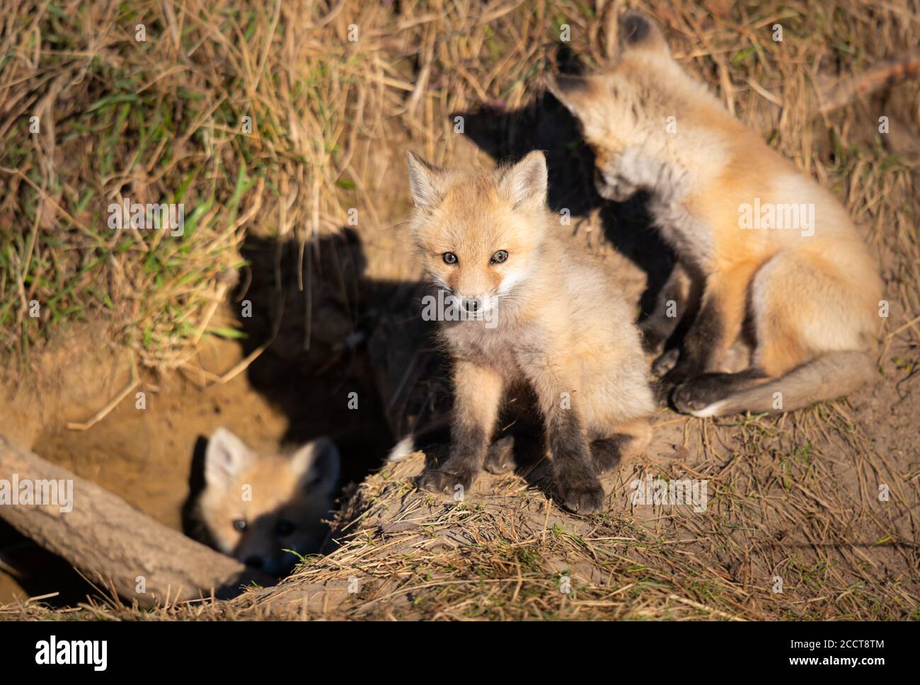 Fox kit in the wild Stock Photo - Alamy