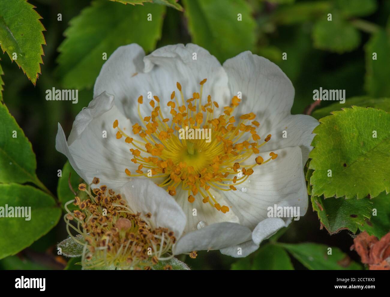 Fused column hi-res stock photography and images - Alamy