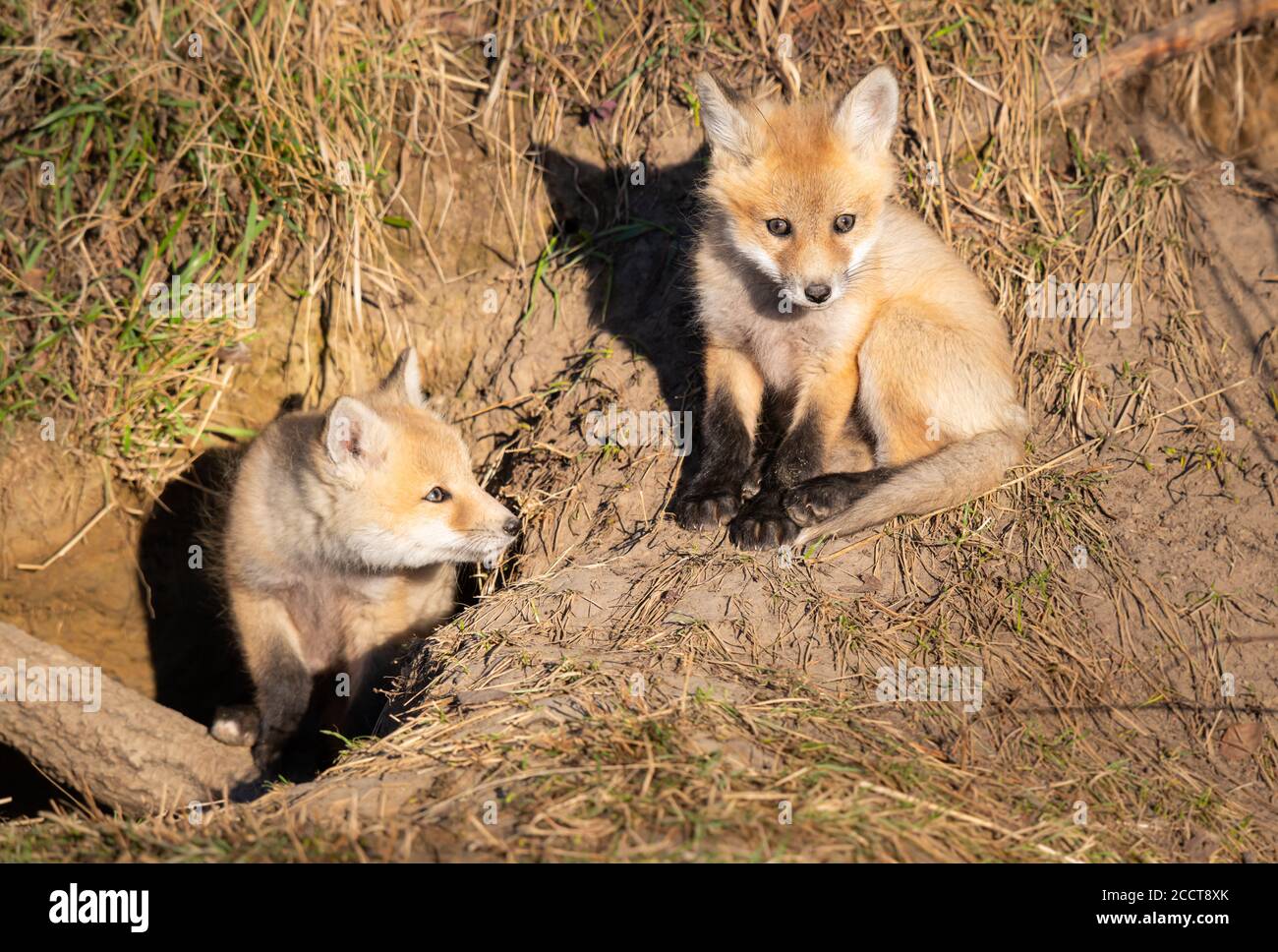 Fox kit in the wild Stock Photo - Alamy