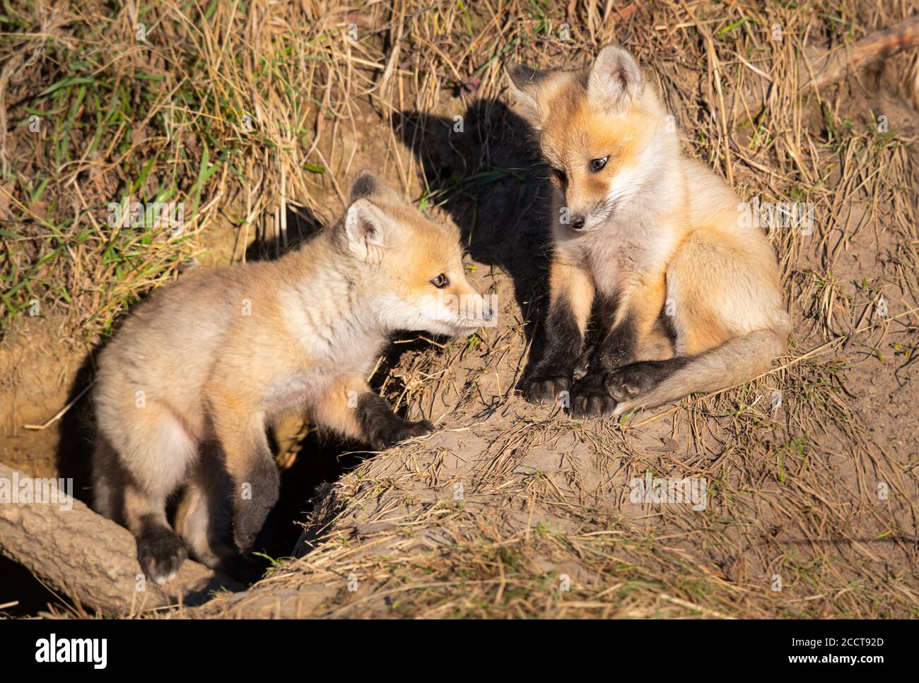 Fox kit in the wild Stock Photo - Alamy