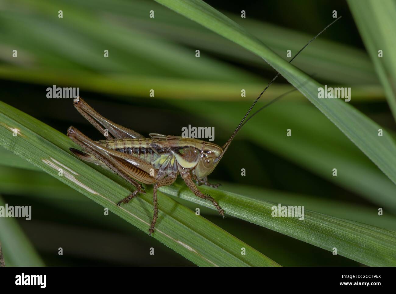Cricket arthropoda insect hi-res stock photography and images - Alamy