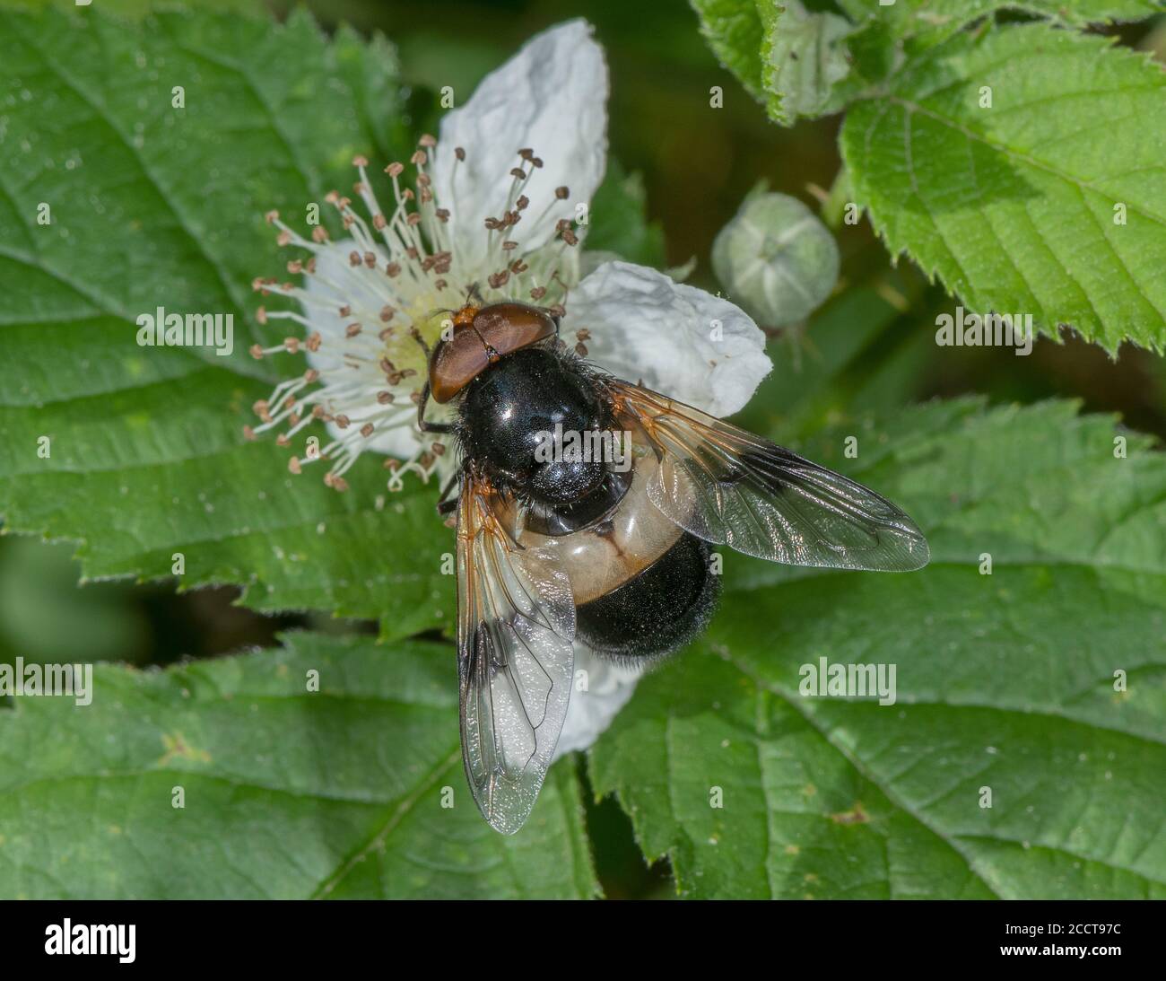 Great Pied Hoverfly, Volucella pellucens, feeding on Dewberry flower ...