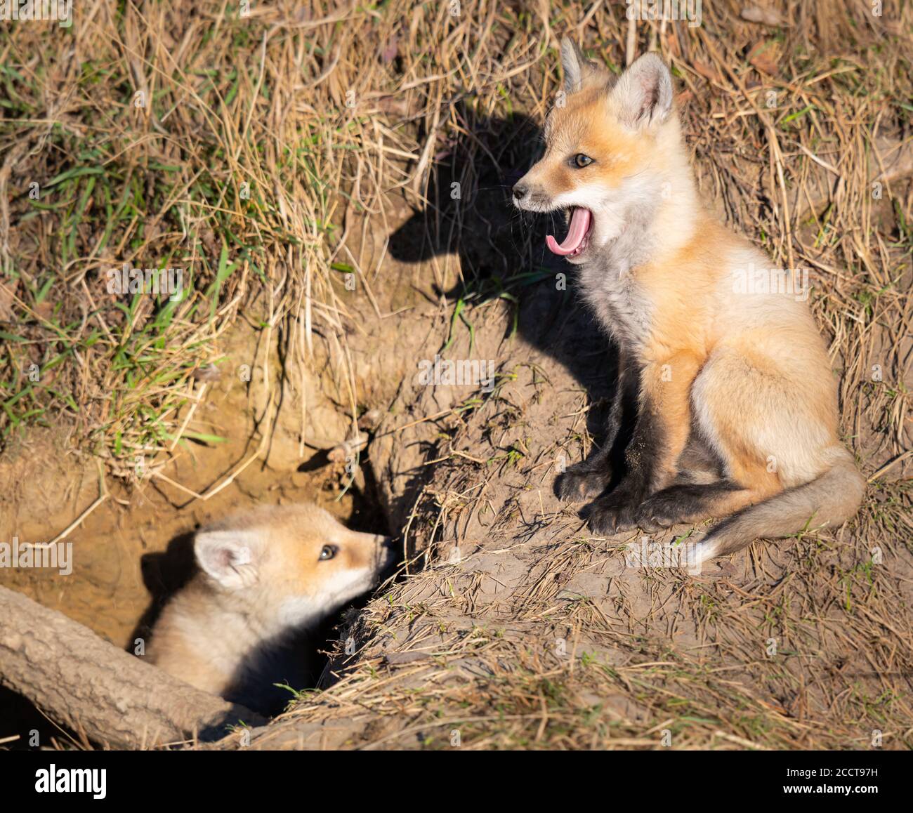 Fox kit in the wild Stock Photo - Alamy